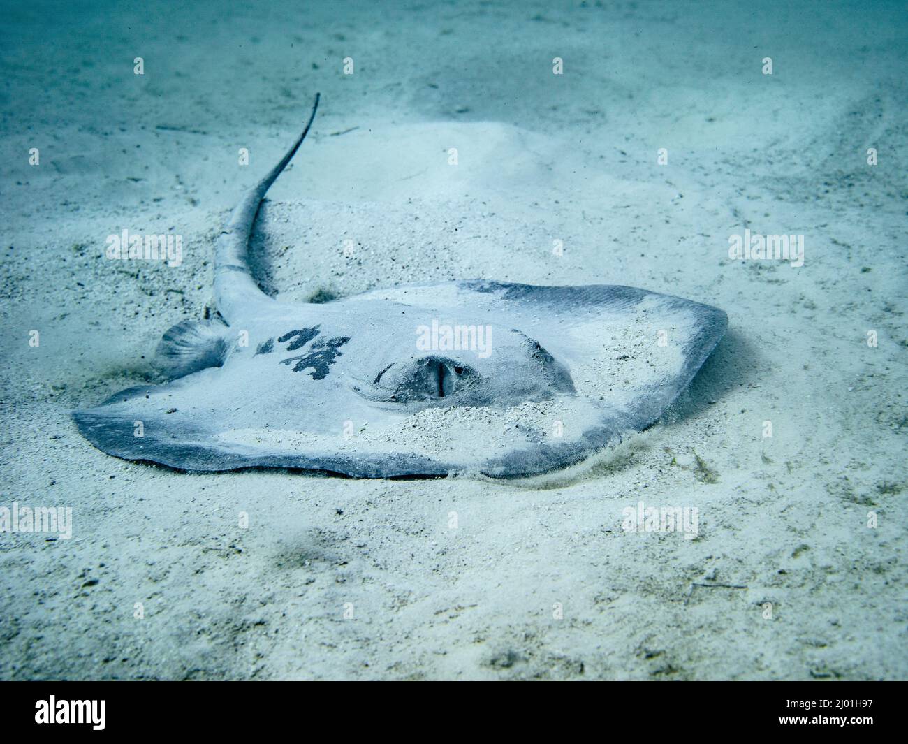 Caribbean Stingray hiding in the sand in Mexico (Mahahual Stock Photo ...
