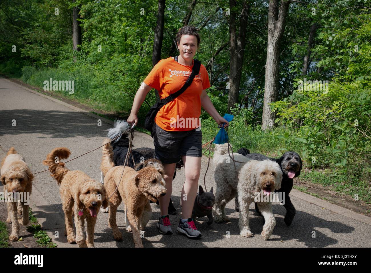 Seven dogs hi-res stock photography and images - Alamy