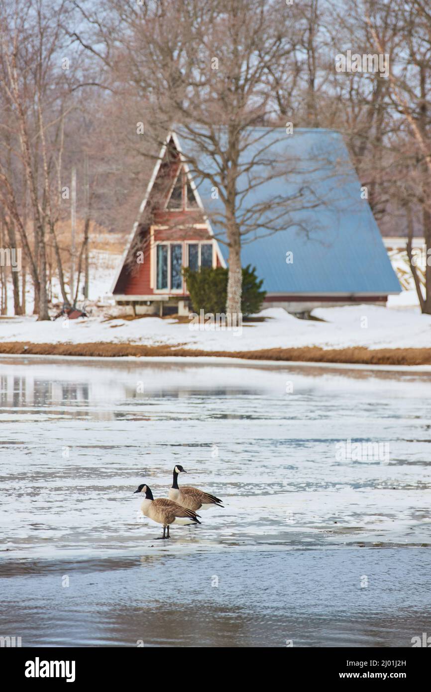 Cabin on frozen lake with pair of geese Stock Photo - Alamy