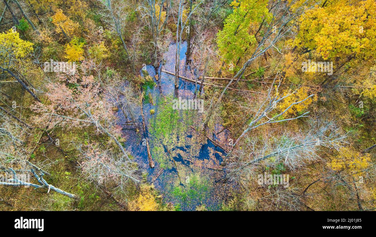 Aerial of swamp in field of fall trees Stock Photo - Alamy