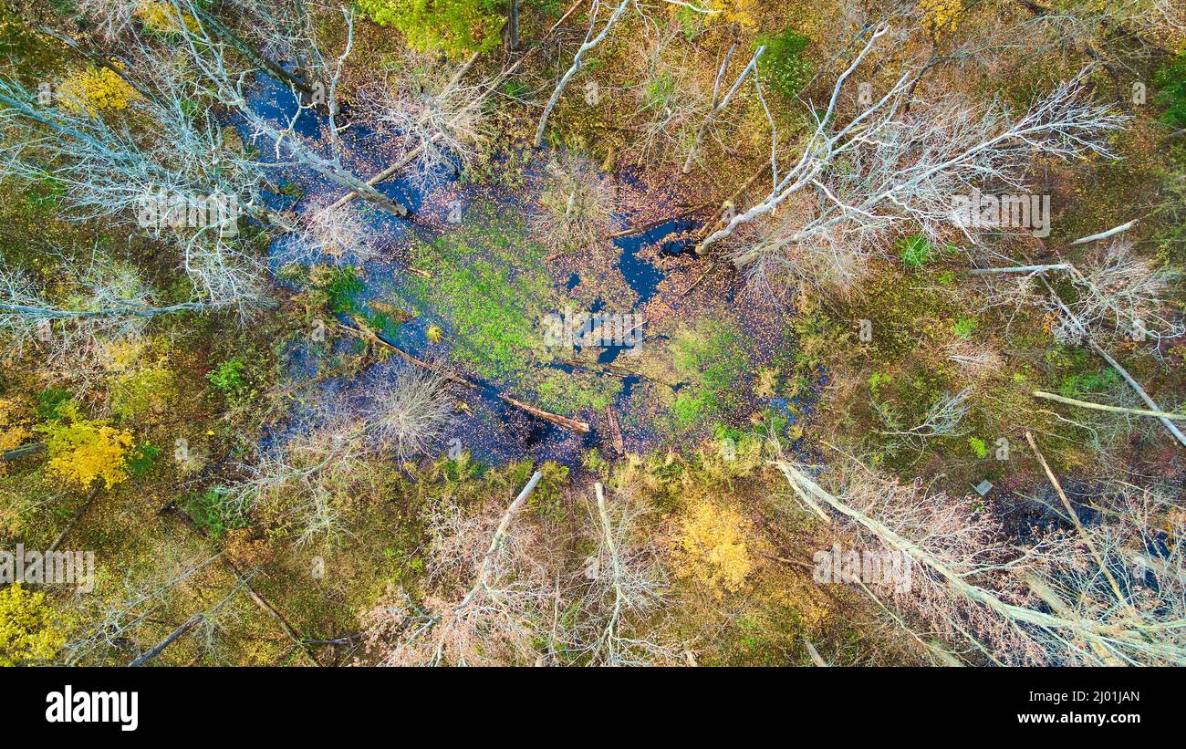 Aerial straight down of swamp in fall forest Stock Photo - Alamy