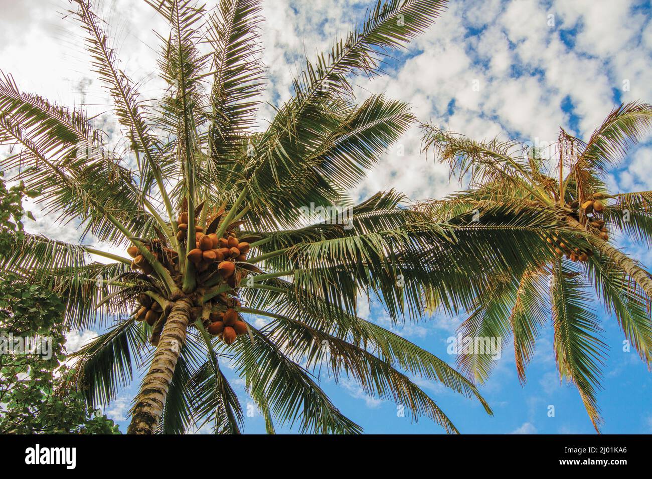 Polynesian Cultural Center Stock Photo - Alamy
