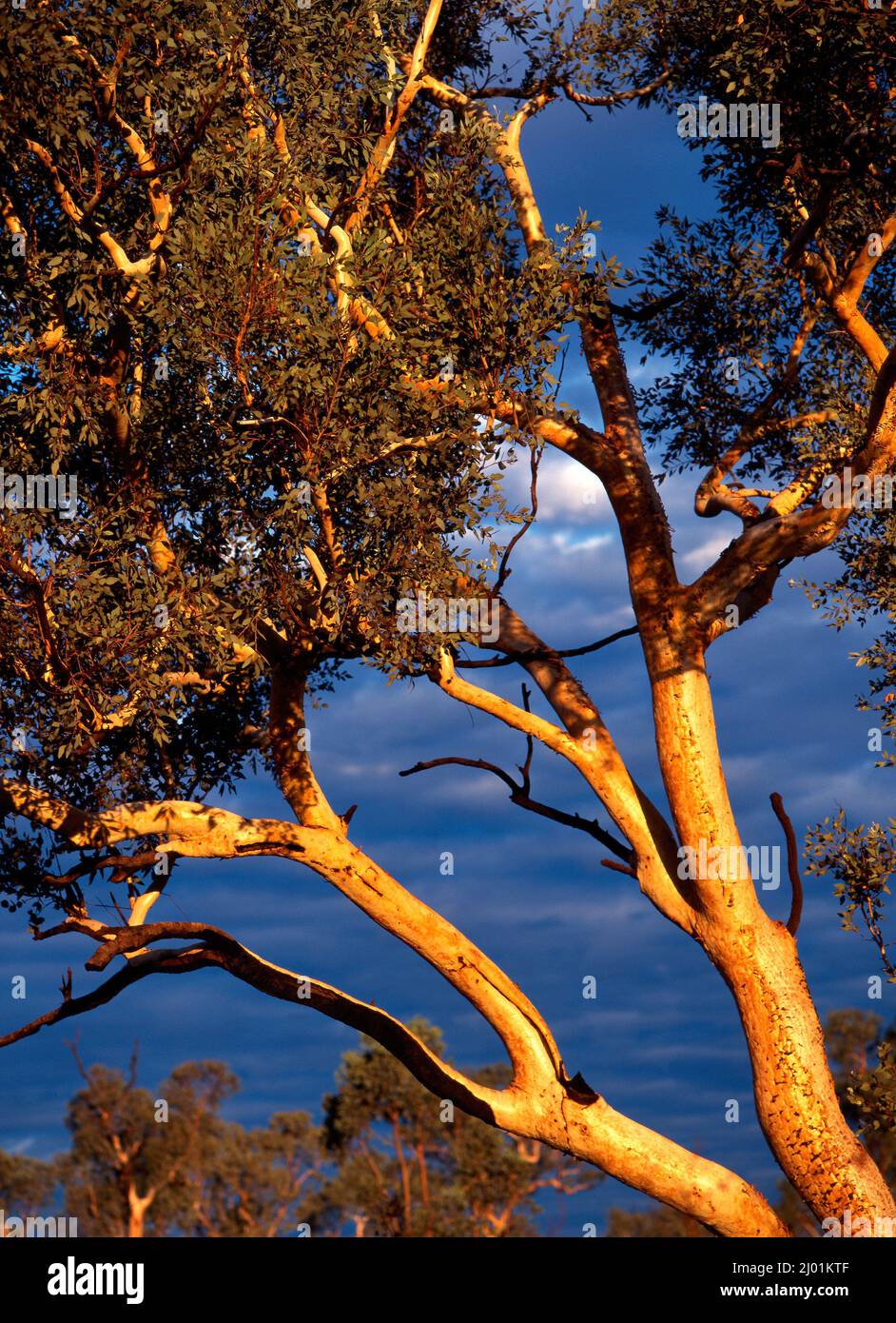 Eucalyptus Gum Tree, Pilbara, Northwest Australia Stock Photo - Alamy