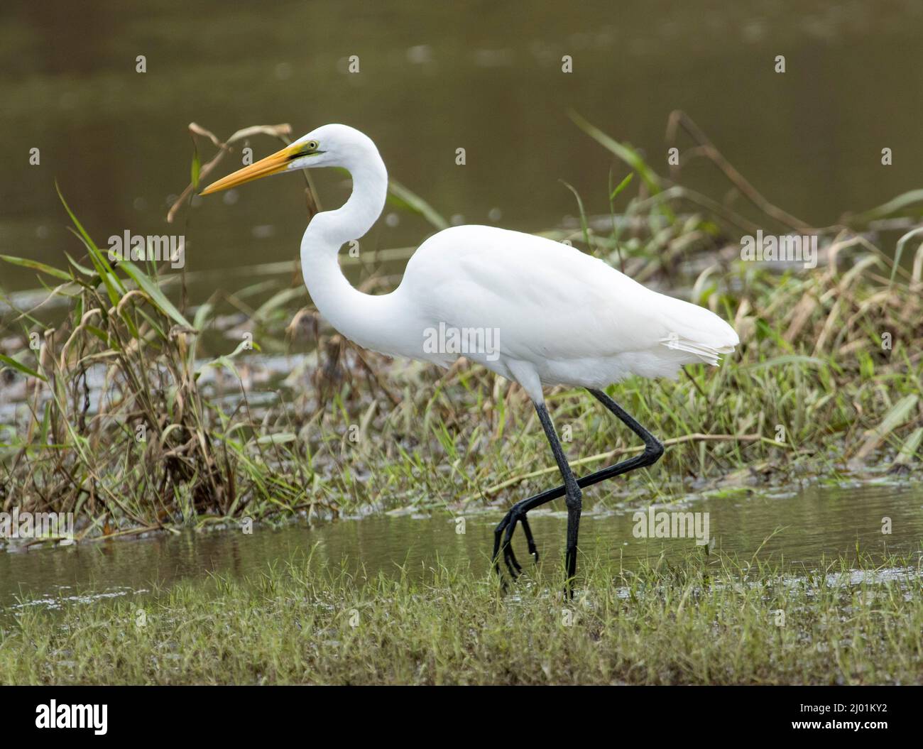 Magnificent large white Intermediate / plumed egret strolling through ...