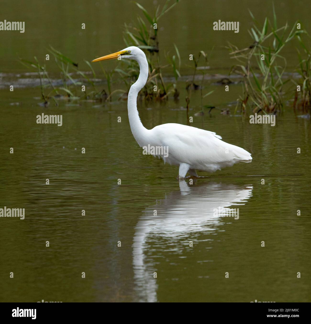 Large white bird hi-res stock photography and images - Alamy