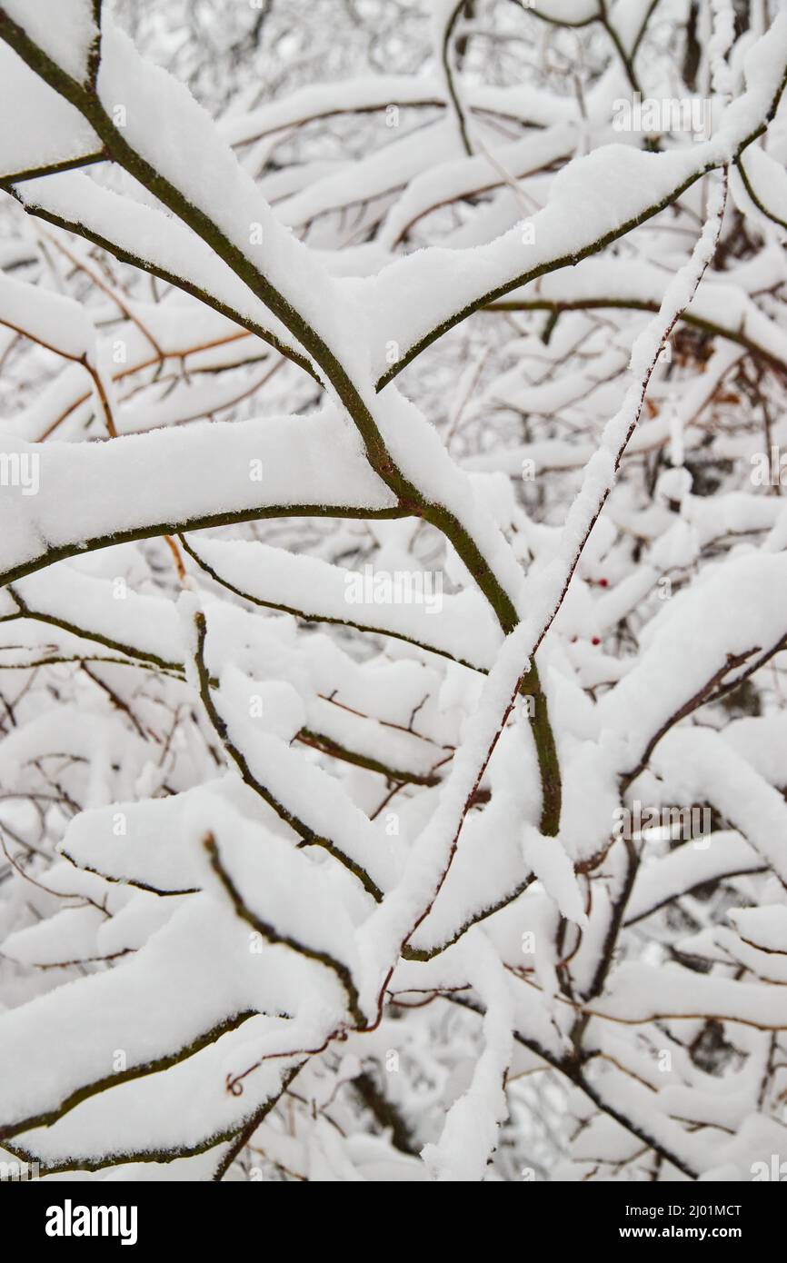 Detail of tree branches covered in a thick snow stack Stock Photo - Alamy