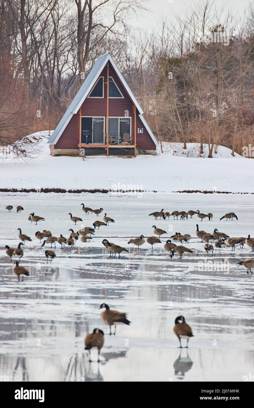 Lake cabin on frozen lake covered in geese during winter Stock Photo ...