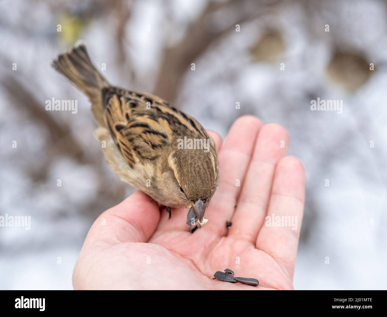 Sparrow eats seeds from a man's hand. A Sparrow bird sitting on the ...