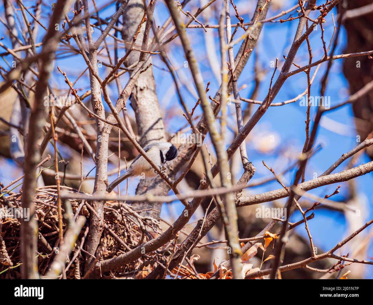 Close up shot of Black-capped chickadee eating on a tree at Oklahoma ...