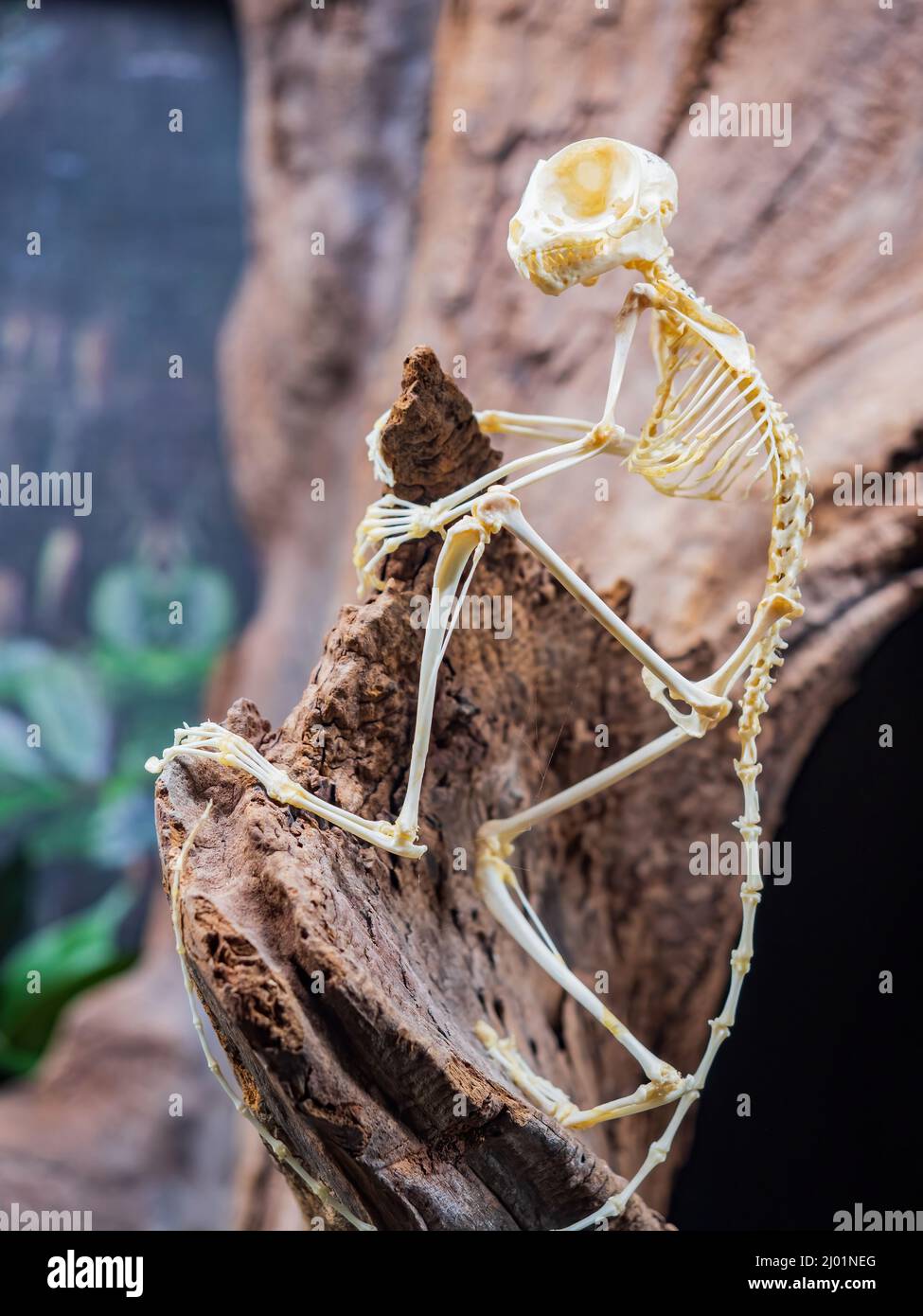 Close up shot of the Philippine Tarsier bone in the Museum of Osteology ...
