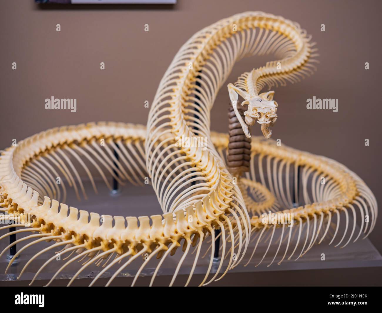 Close up shot of a snake bone in the Museum of Osteology at Oklahoma ...