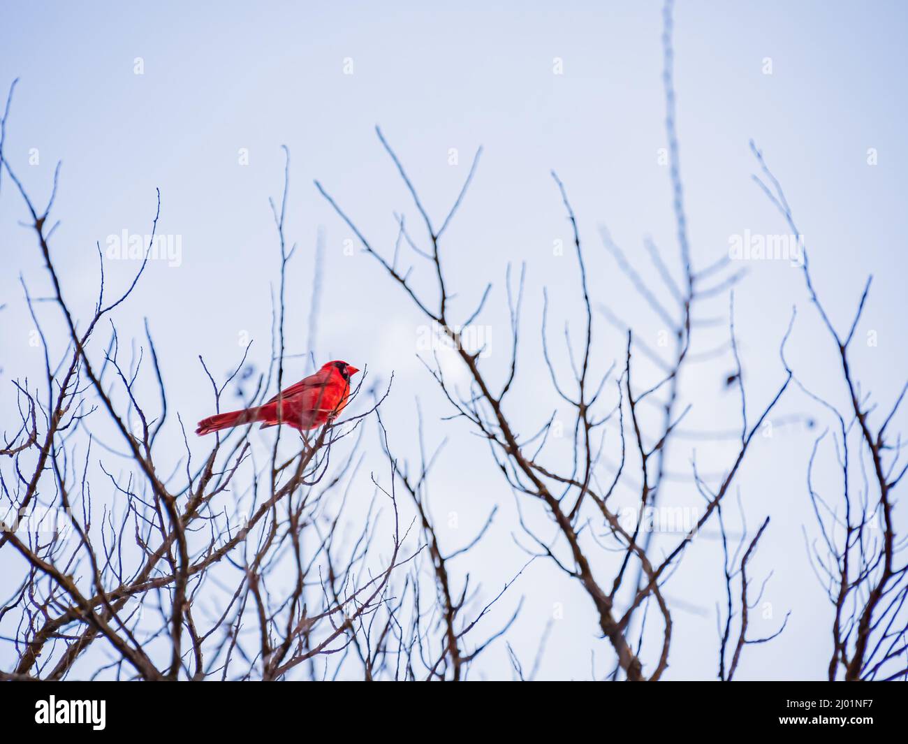 Close up shot of a cute male Northern cardinal on a tree at Oklahoma ...