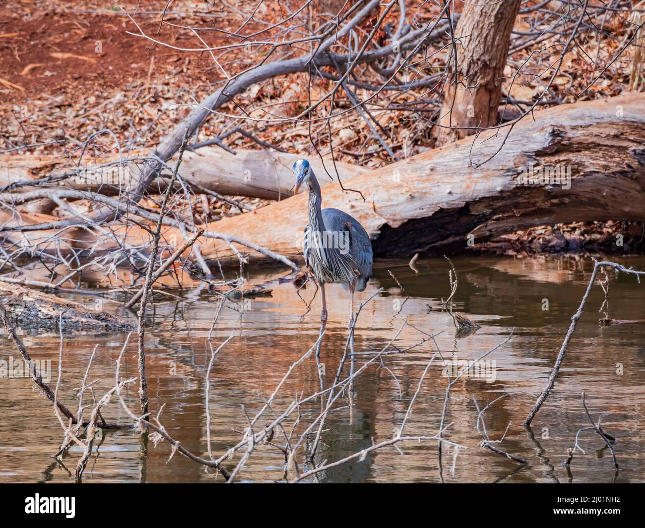 Close up shot of a Great blue heron in pond at Oklahoma Stock Photo - Alamy