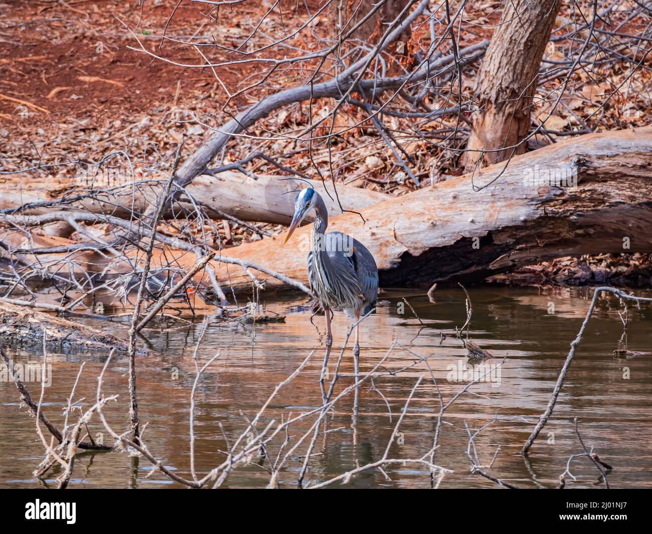 Close up shot of a Great blue heron in pond at Oklahoma Stock Photo - Alamy