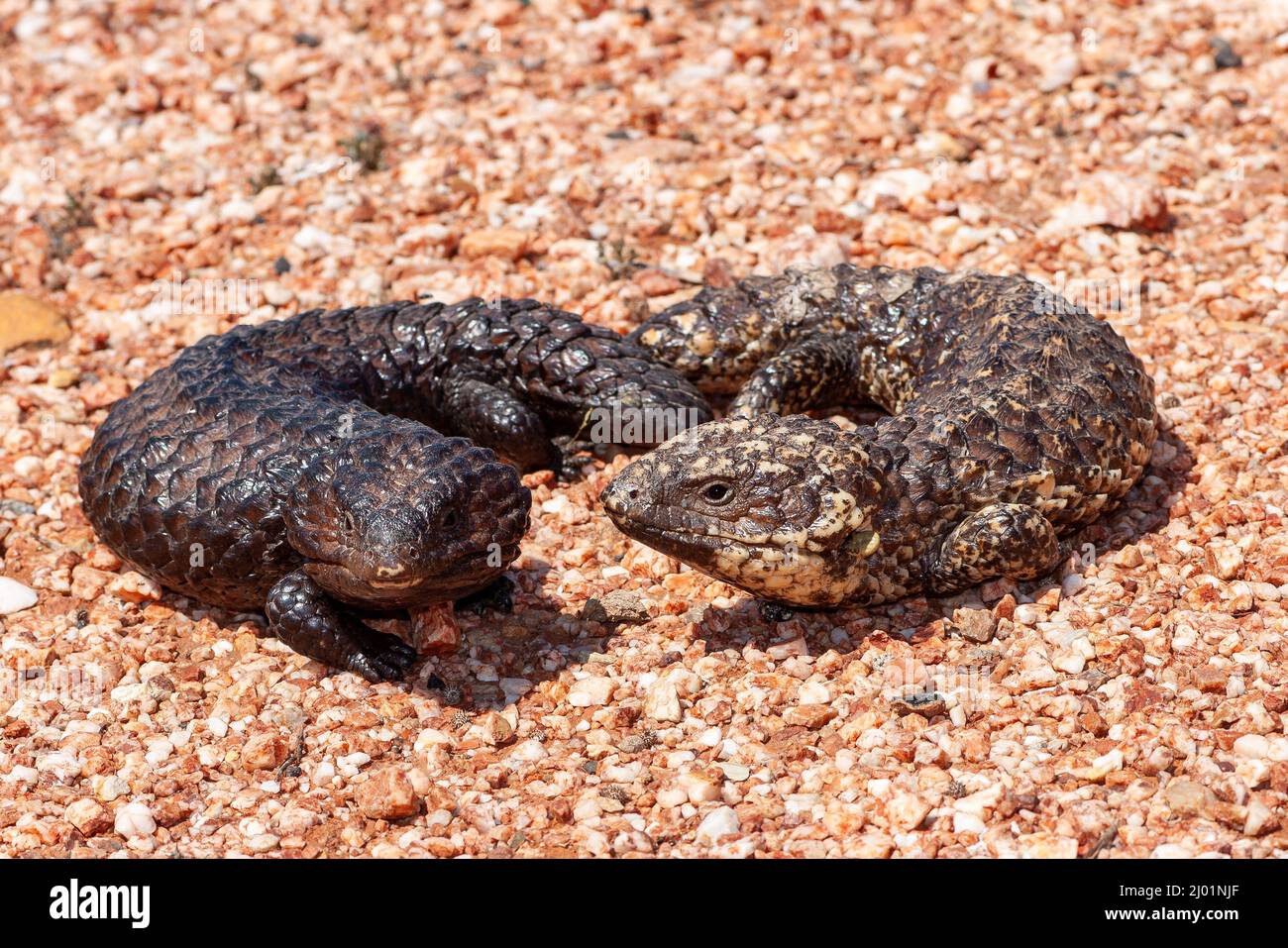 Pair of Australian Shingle Back Lizards Stock Photo - Alamy
