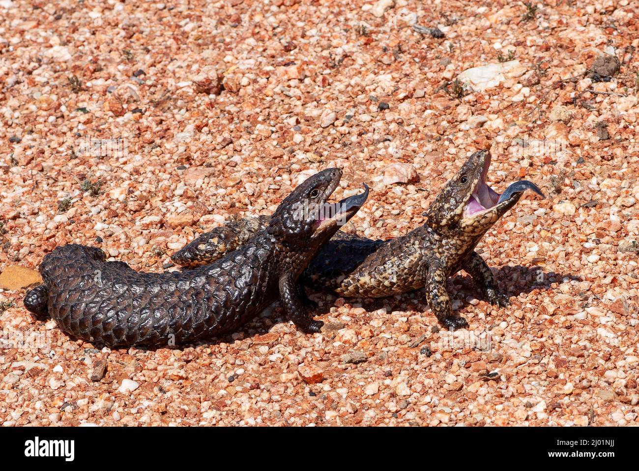 Australian Shingle Back Lizards with mouth open Stock Photo - Alamy
