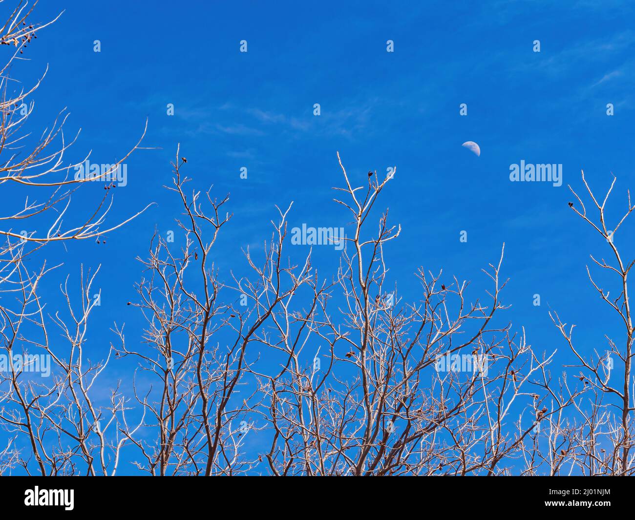 Close up shot of tree and half moon in daytime at Oklahoma Stock Photo ...