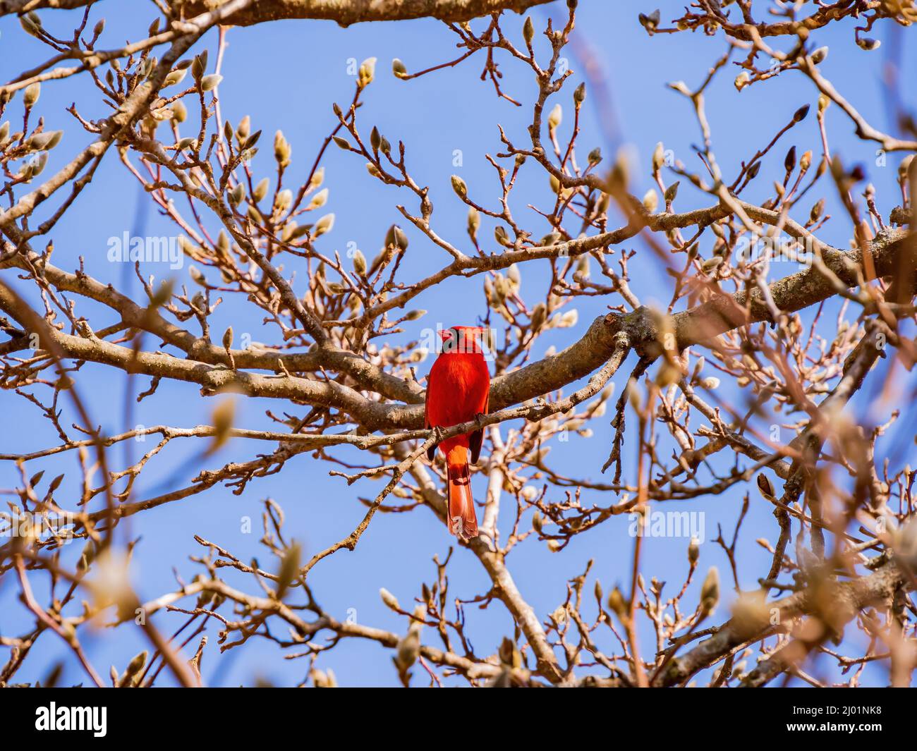 Close up shot of a cute male Northern cardinal on a tree at Oklahoma ...