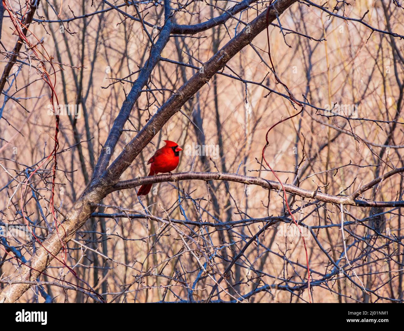 Close up shot of a cute male Northern cardinal on a tree at Oklahoma ...