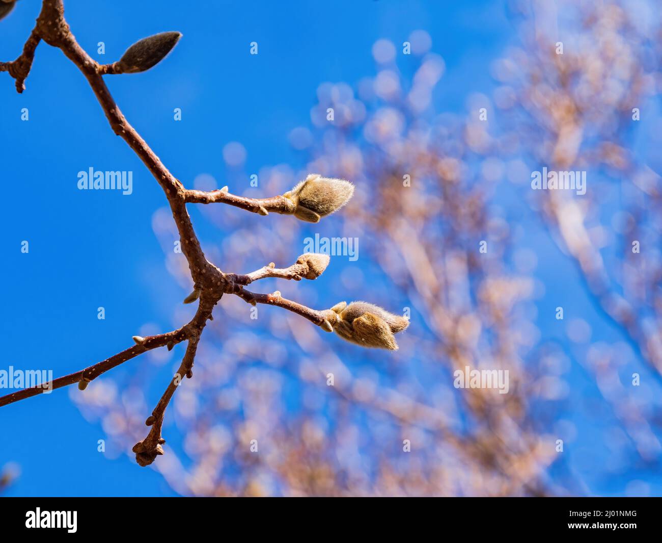 Magnolia zenii hi-res stock photography and images - Alamy