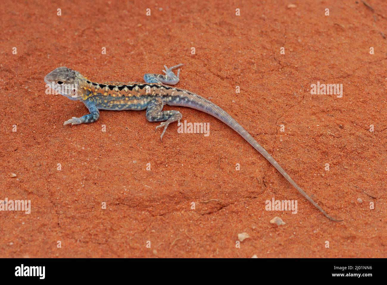 Australian Painted Dragon resting on red earth Stock Photo - Alamy