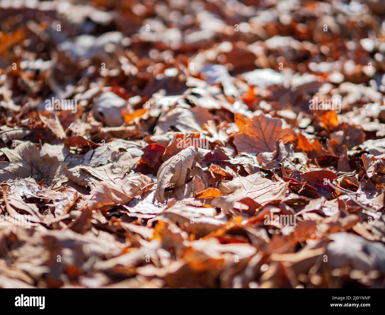 Close up shot of many dried leaves on ground at Oklahoma Stock Photo ...