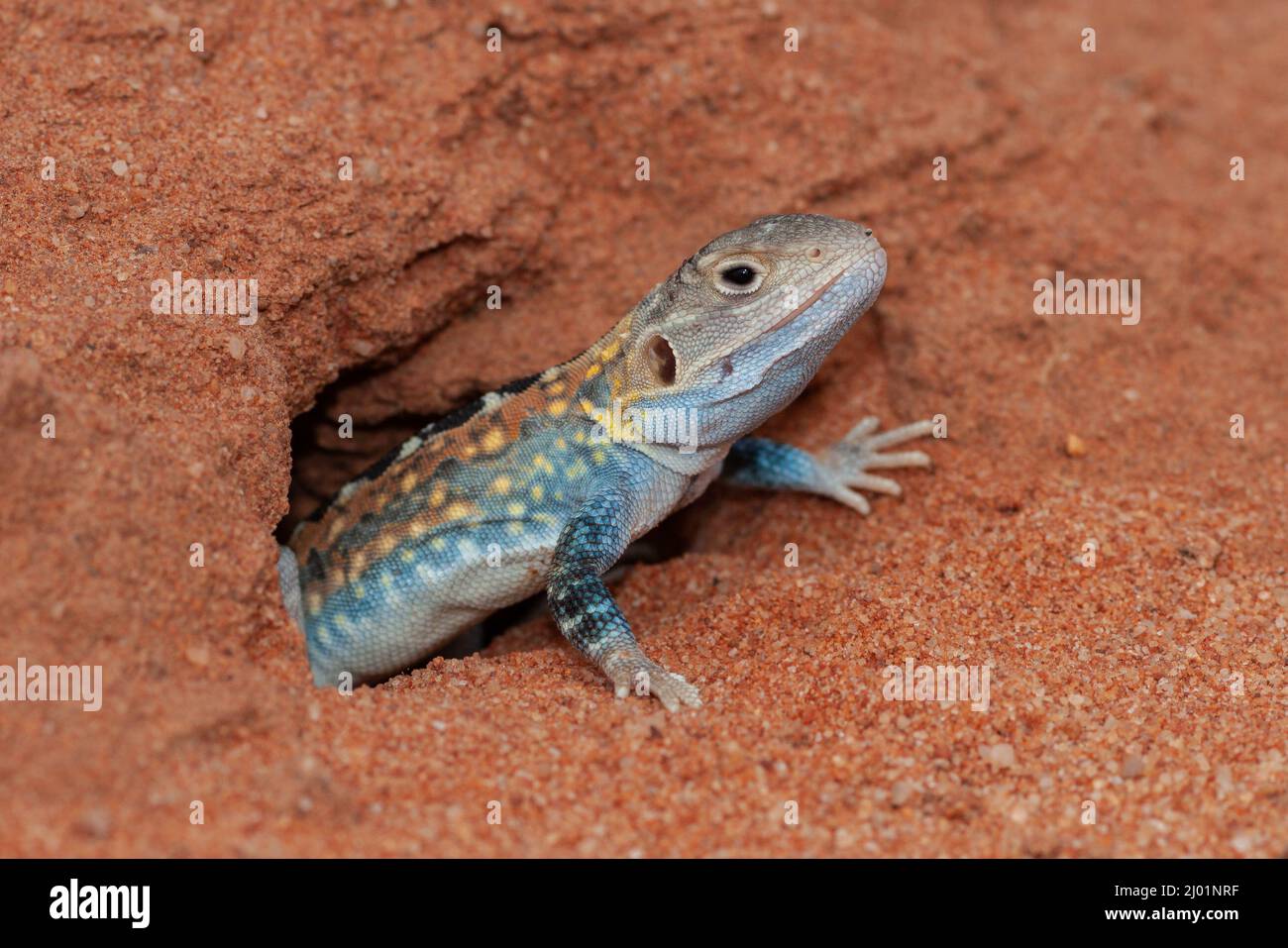 Australian Painted Dragon outside its burrow Stock Photo - Alamy