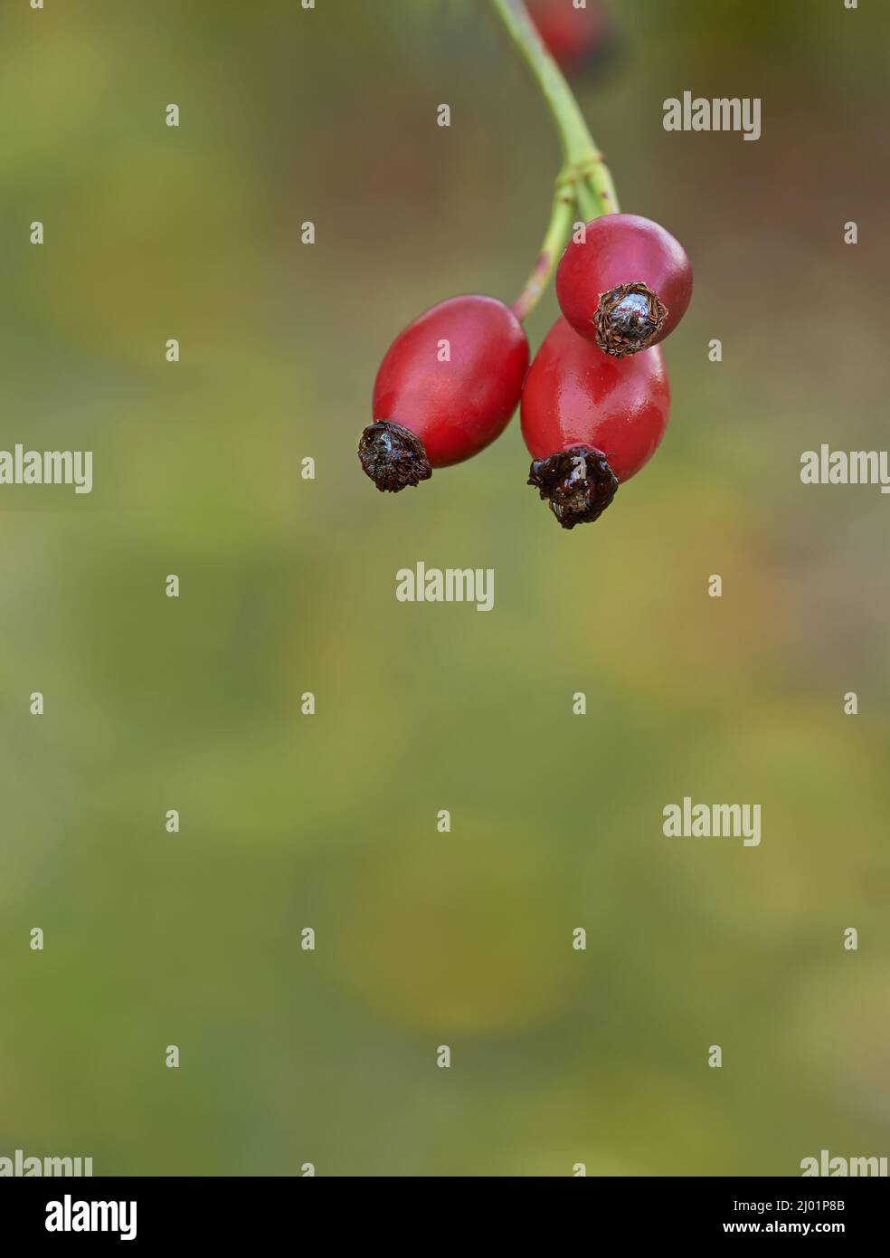 Red tree berries hi-res stock photography and images - Alamy