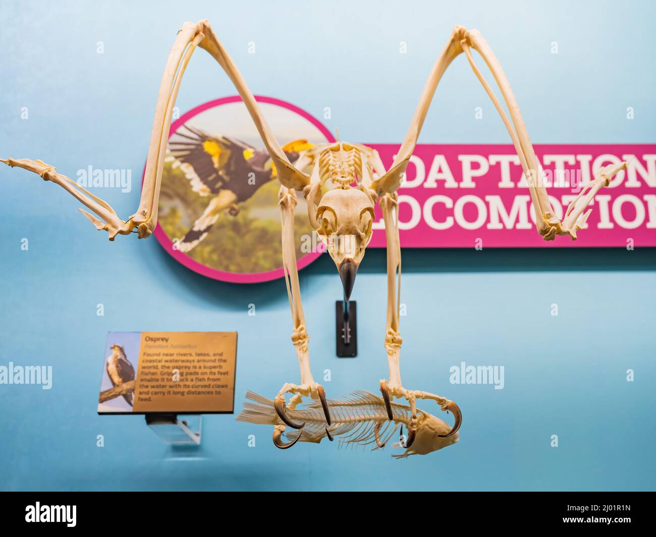 Oklahoma, MAR 3 2022 - Interior view of the Museum of Osteology Stock ...