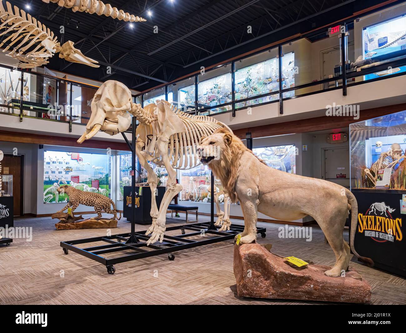 Oklahoma, MAR 3 2022 - Interior view of the Museum of Osteology Stock ...