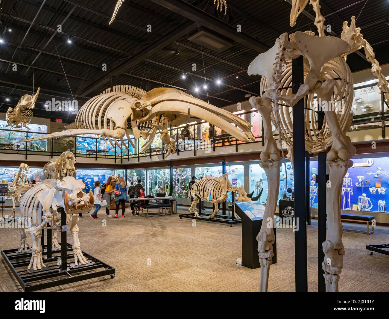 Oklahoma, MAR 3 2022 - Interior view of the Museum of Osteology Stock ...