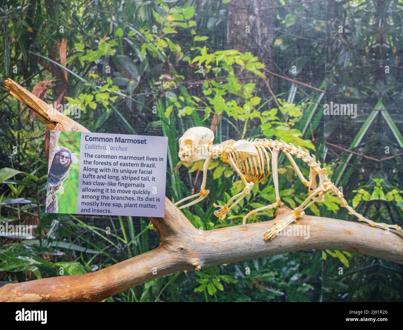 Common Marmoset Skeleton
