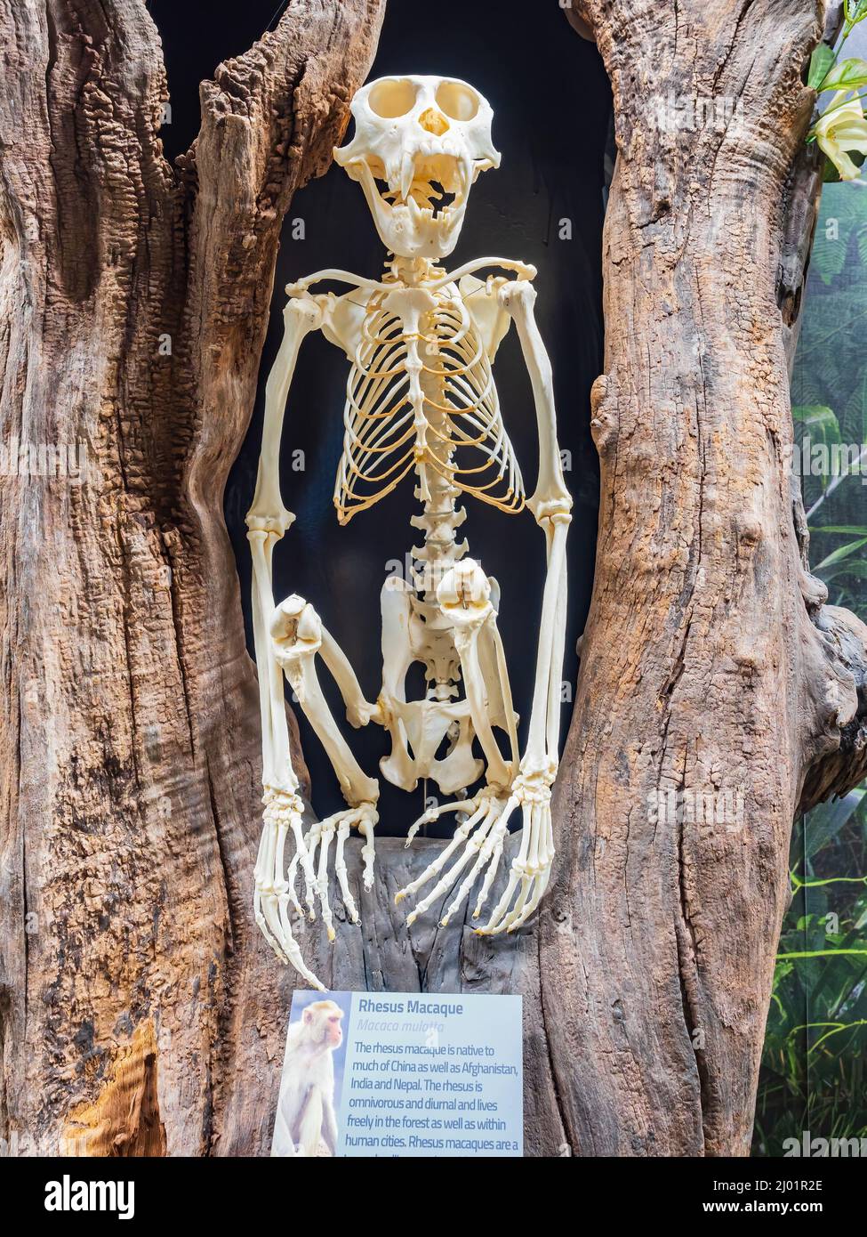 Oklahoma, MAR 3 2022 - Close up shot of the monkey bone in the Museum ...