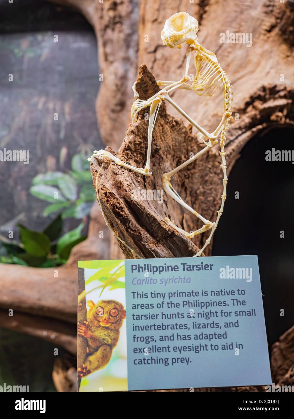 Tarsier Skeleton