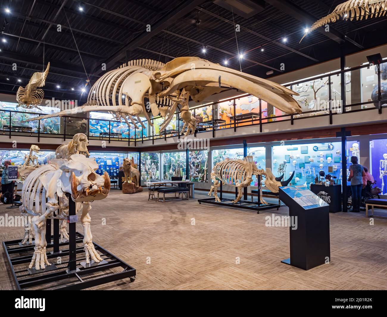 Oklahoma, MAR 3 2022 - Interior view of the Museum of Osteology Stock ...