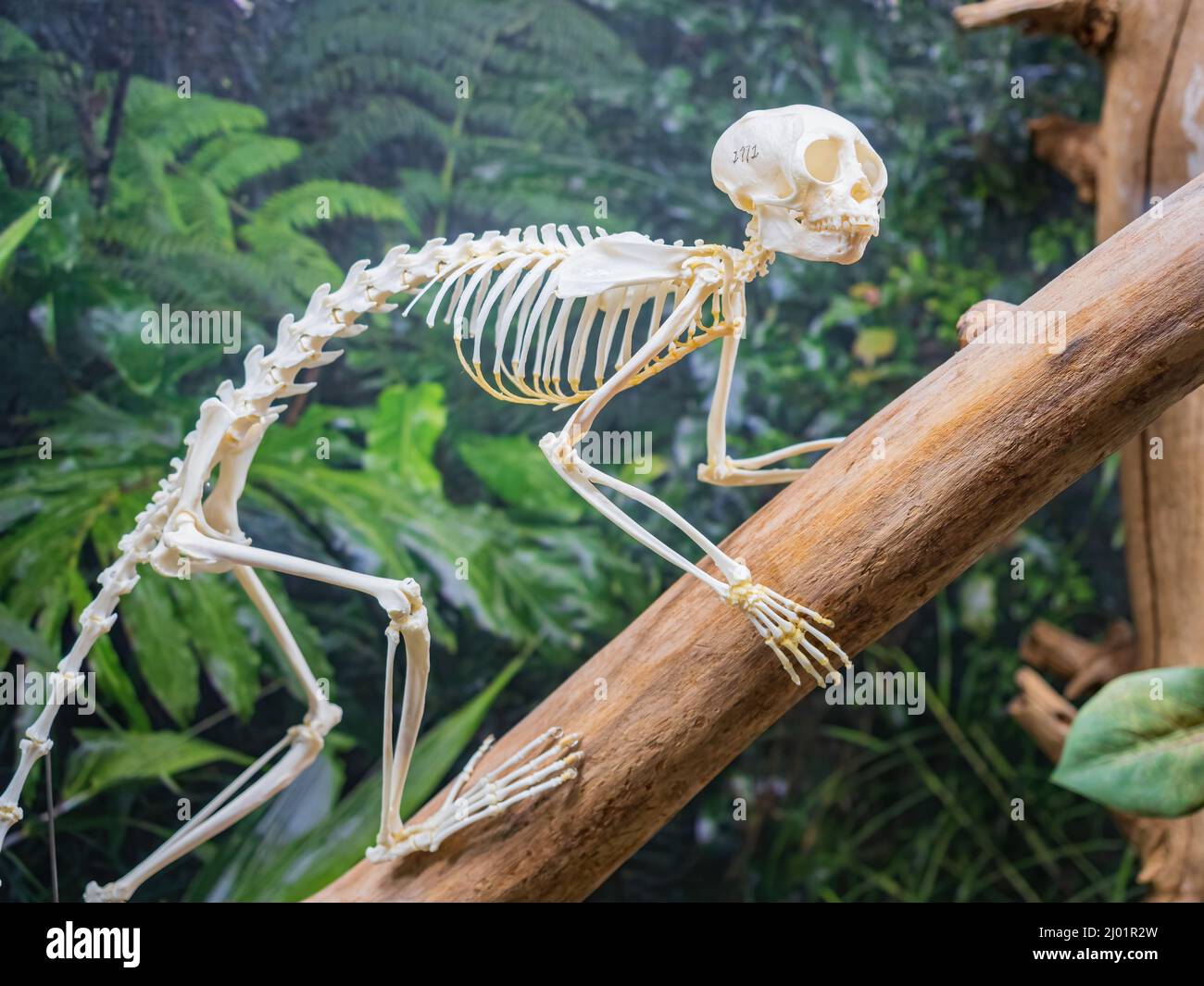 Oklahoma, MAR 3 2022 - Close up shot of the monkey bone in the Museum ...