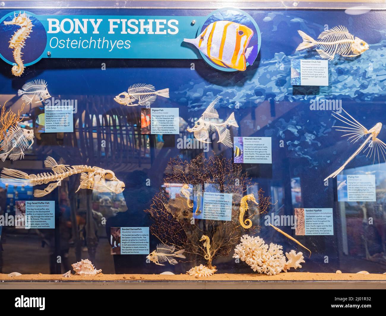 Oklahoma, MAR 3 2022 - Close up shot of the fish bone in the Museum of ...