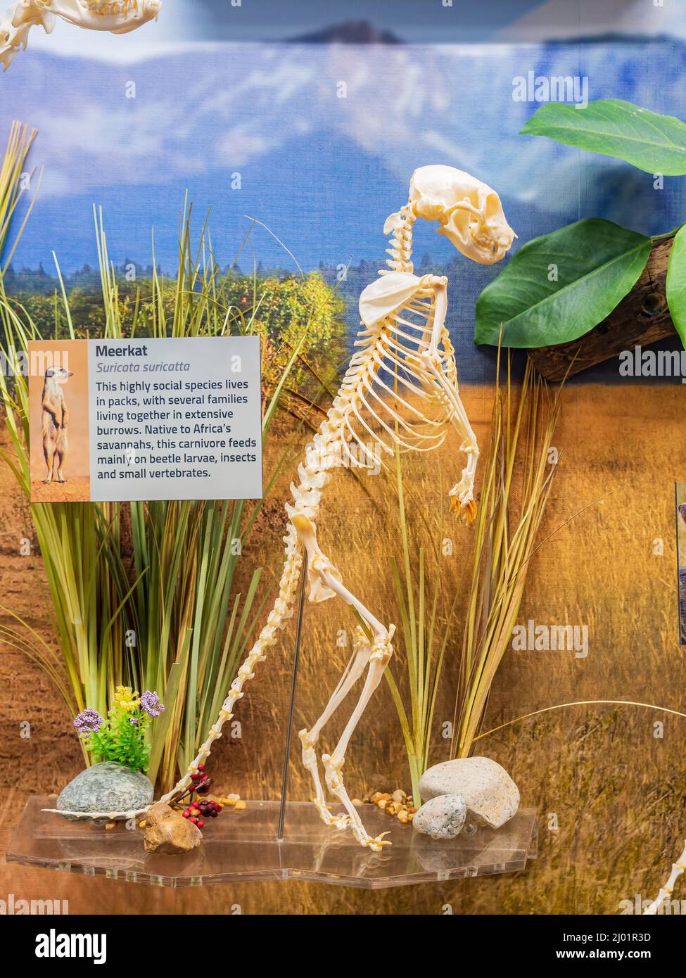 Oklahoma, MAR 3 2022 - Close up shot of the Meerkat skeleton in the ...