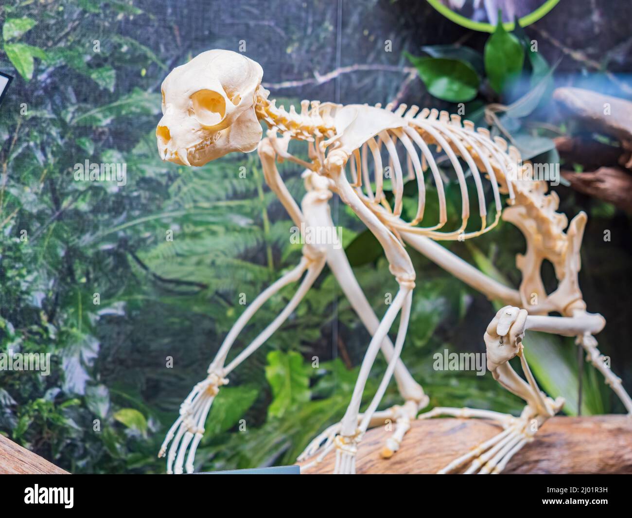 Oklahoma, MAR 3 2022 - Close up shot of the monkey bone in the Museum ...
