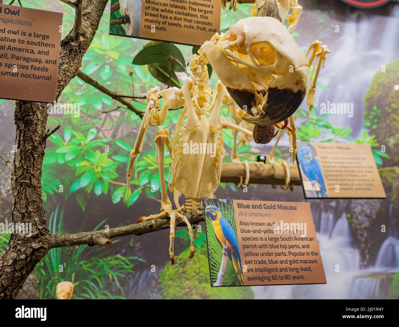Oklahoma, MAR 3 2022 - Interior view of the Museum of Osteology Stock ...