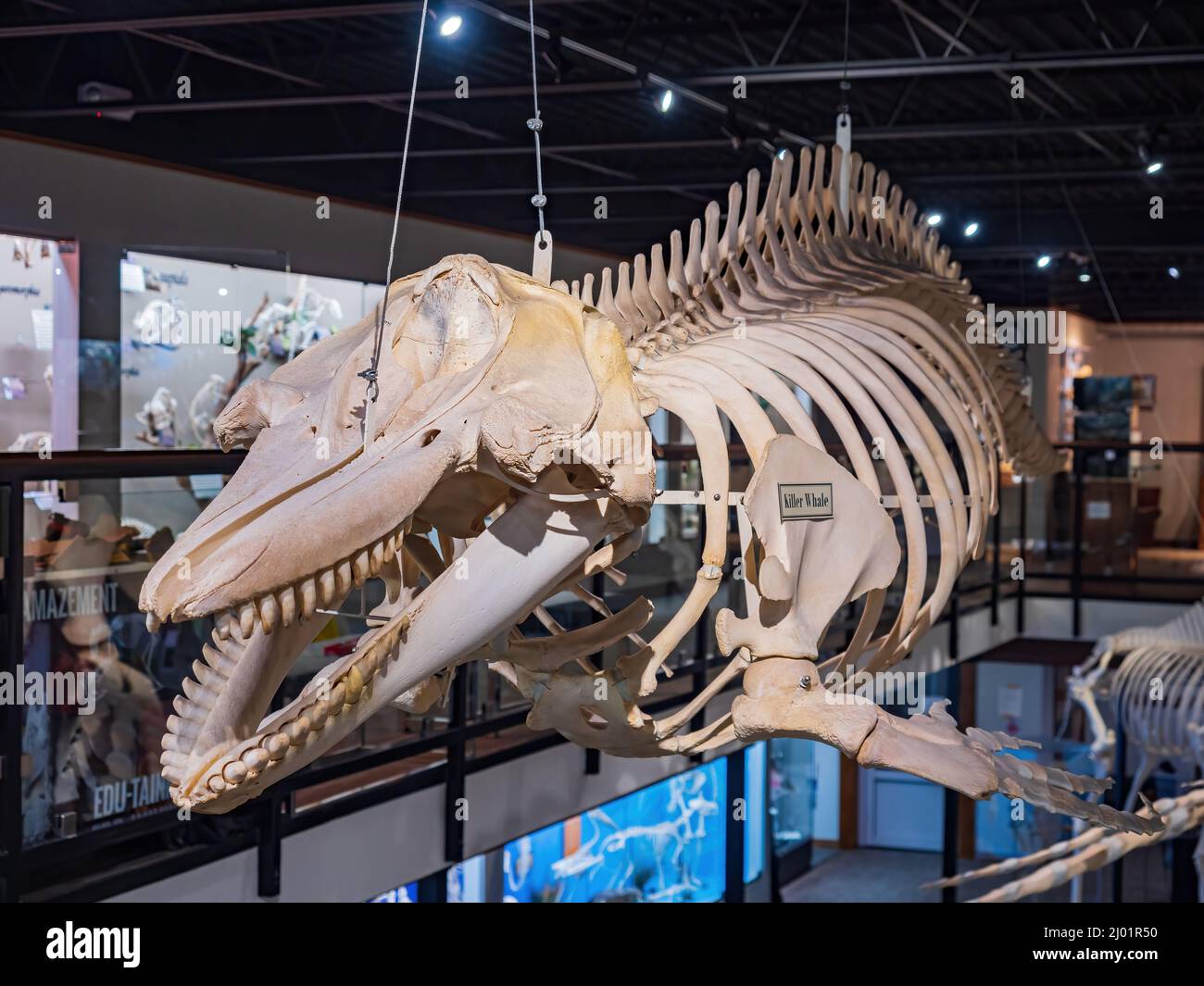 Oklahoma, MAR 3 2022 - Interior view of the Museum of Osteology Stock ...