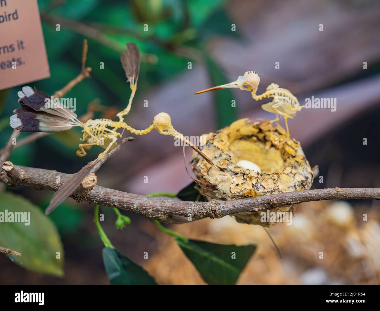 Oklahoma, MAR 3 2022 - Close up shot of the humming bird skeleton in ...