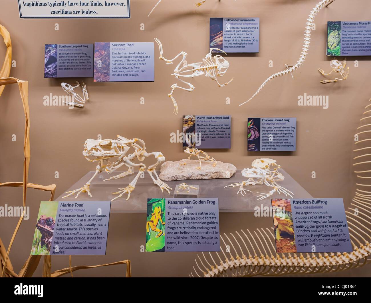 Oklahoma, MAR 3 2022 - Close up shot of frog bone in the Museum of ...