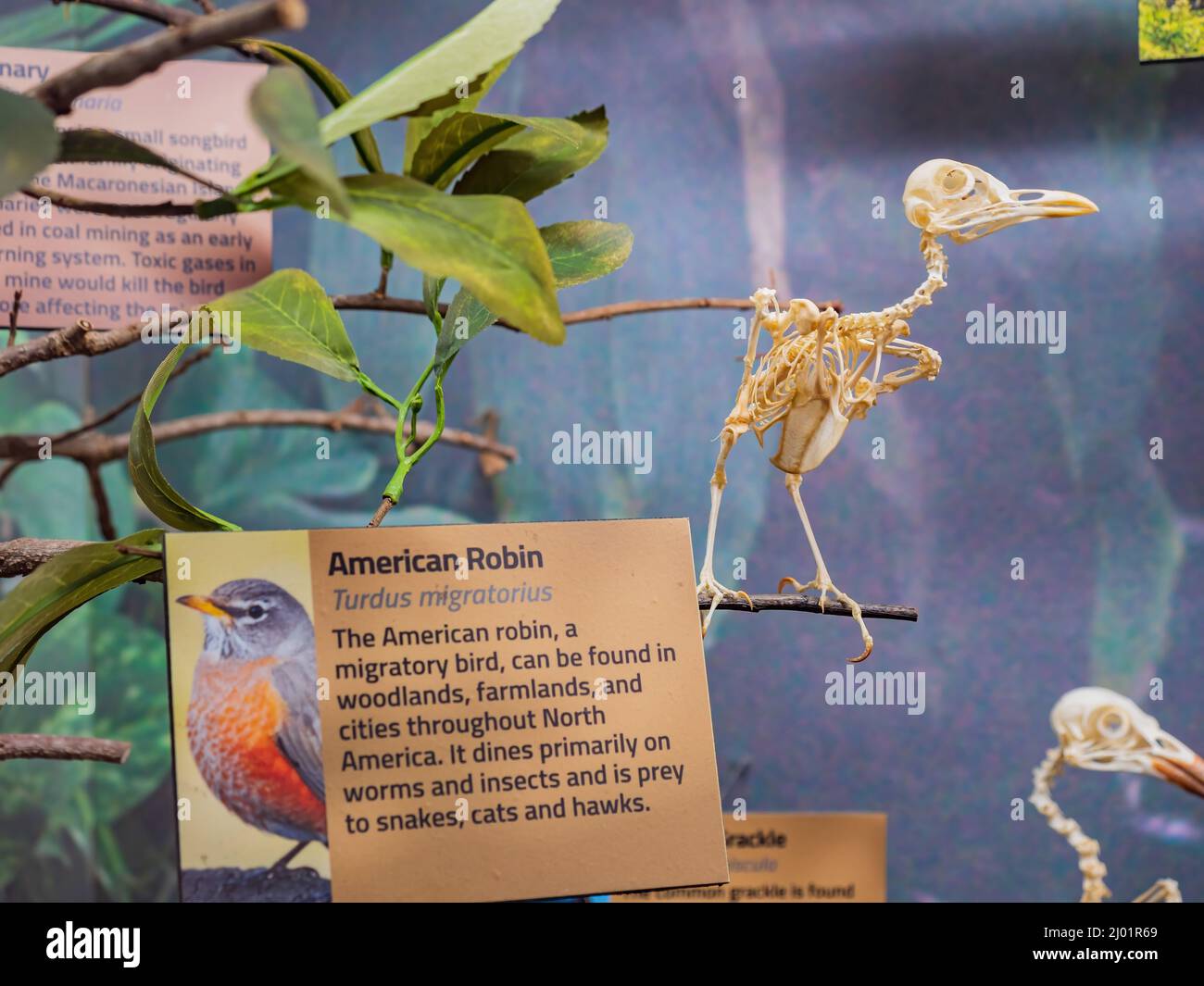 Oklahoma, MAR 3 2022 - Close up shot of the American Robin skeleton in ...