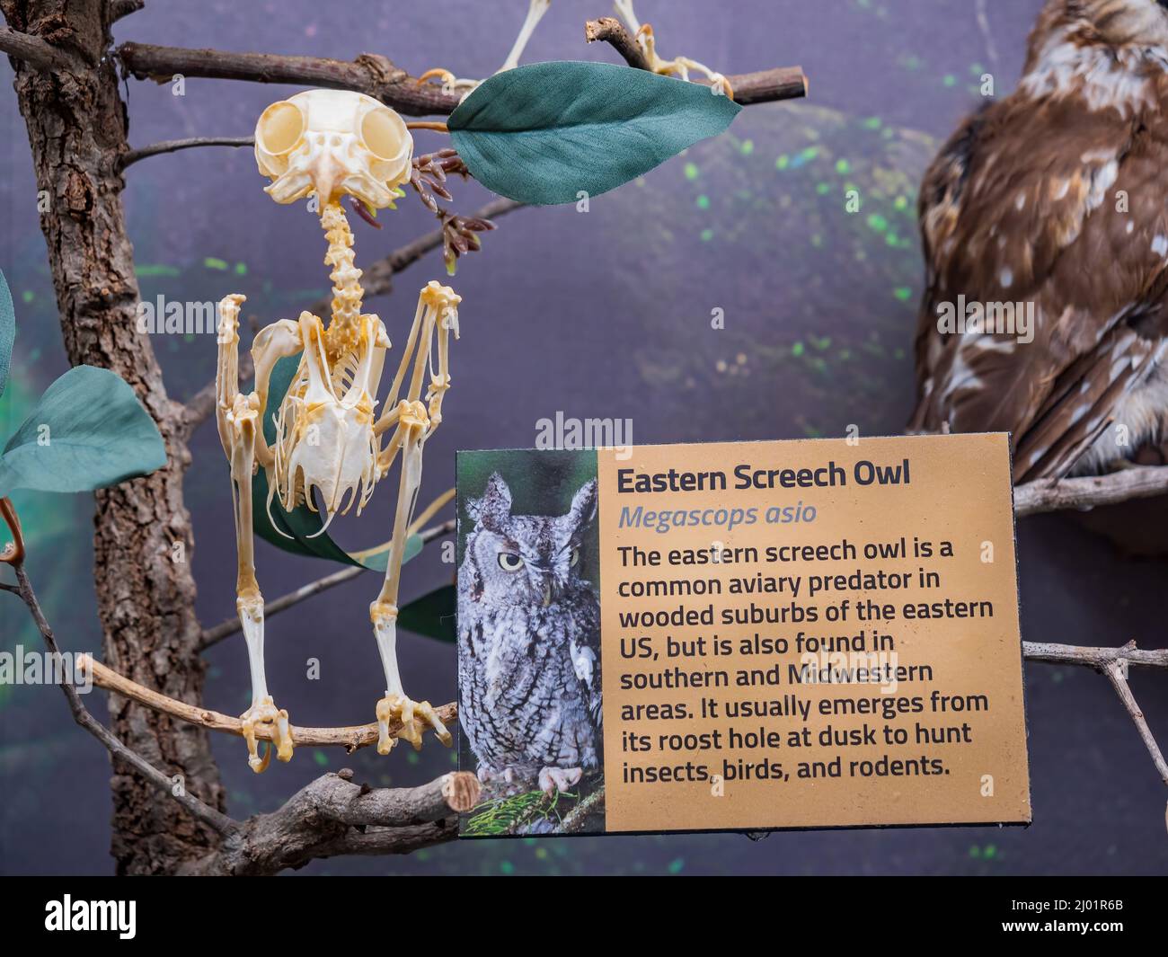 Oklahoma, MAR 3 2022 - Close up shot of the Eastern Screech Owl ...