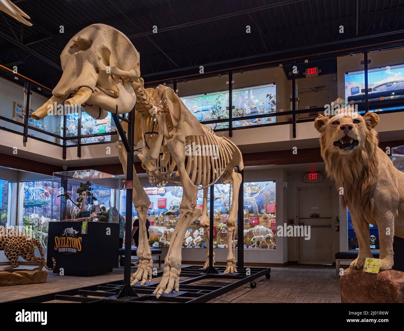 Oklahoma, MAR 3 2022 - Interior view of the Museum of Osteology Stock ...