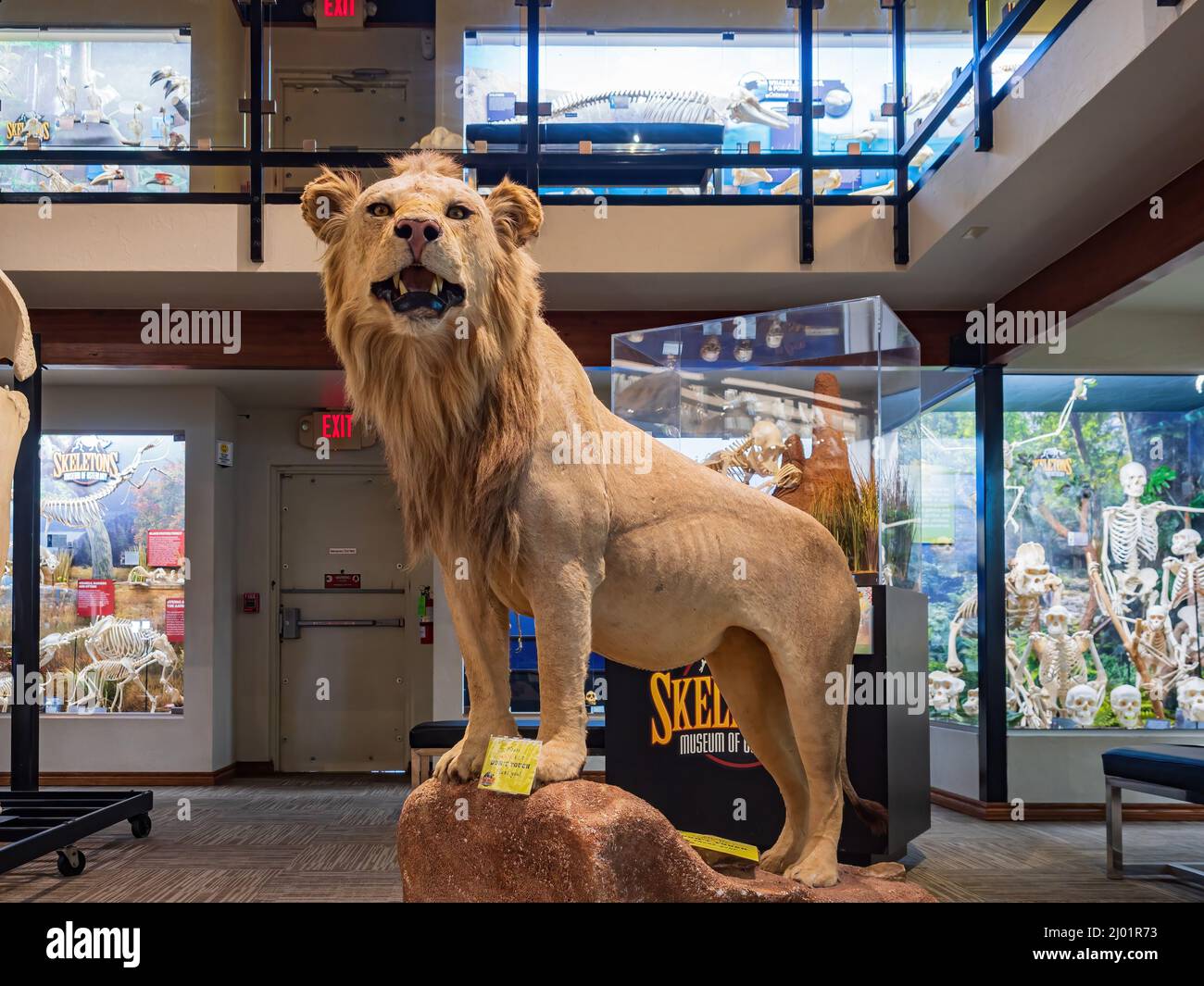Oklahoma, MAR 3 2022 - Interior view of the Museum of Osteology Stock ...