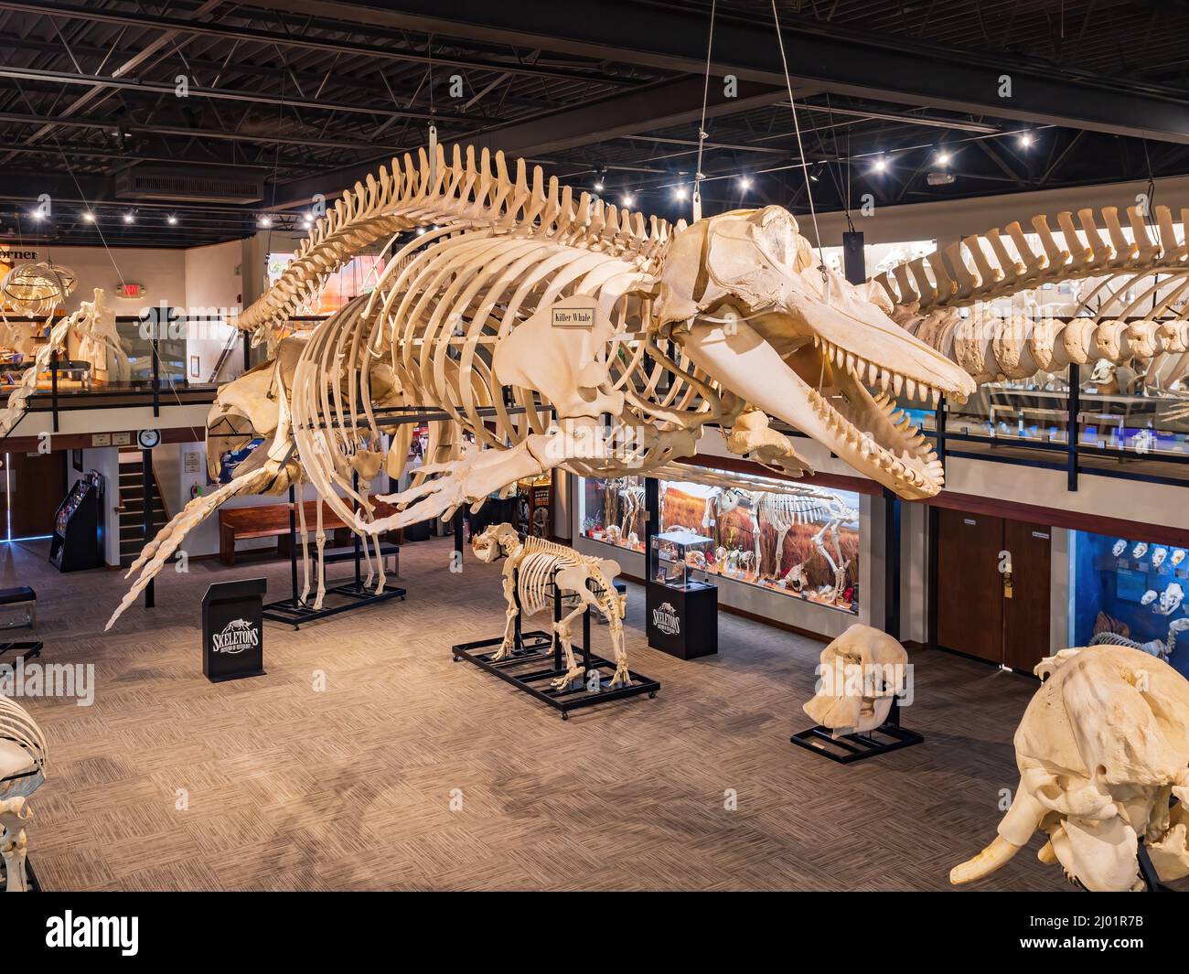 Oklahoma, MAR 3 2022 - Interior view of the Museum of Osteology Stock ...