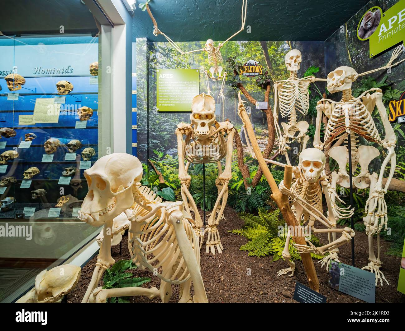 Oklahoma, MAR 3 2022 - Close up shot of the ape bone in the Museum of ...