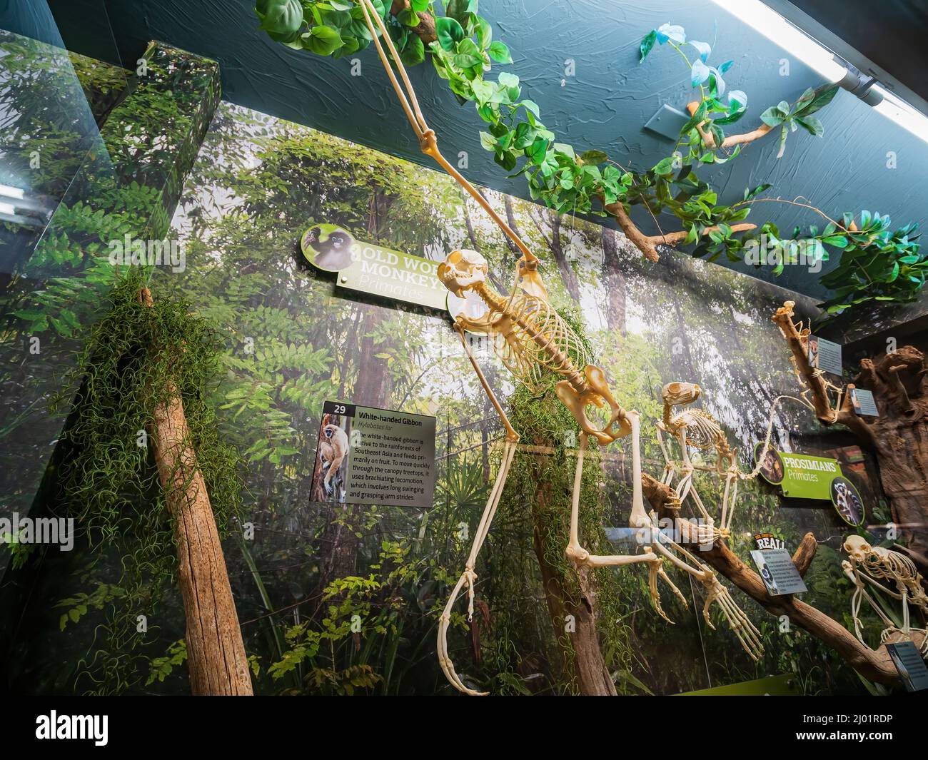 Oklahoma, MAR 3 2022 - Close up shot of the monkey bone in the Museum ...